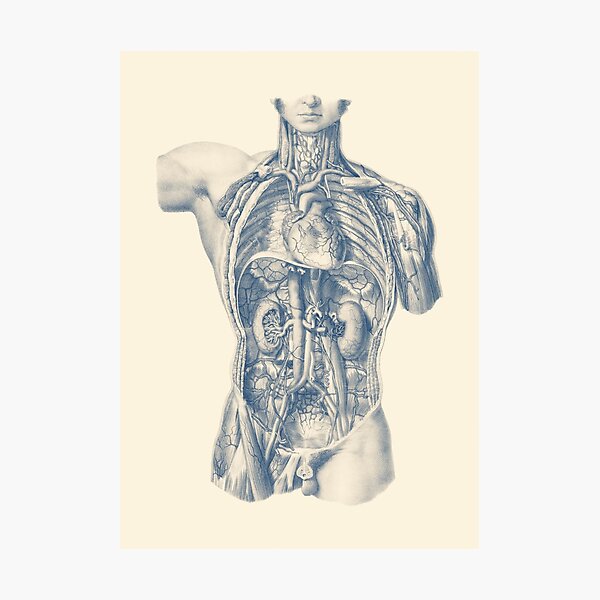 Wandbilder: Anatomie | Redbubble