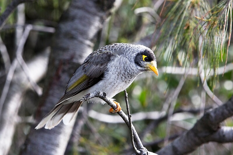 "Minor Bird 458" by kevin Chippindall | Redbubble