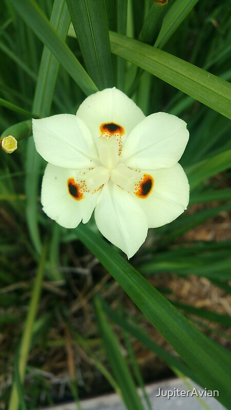 "striking spotted flower" by JupiterAvian | Redbubble