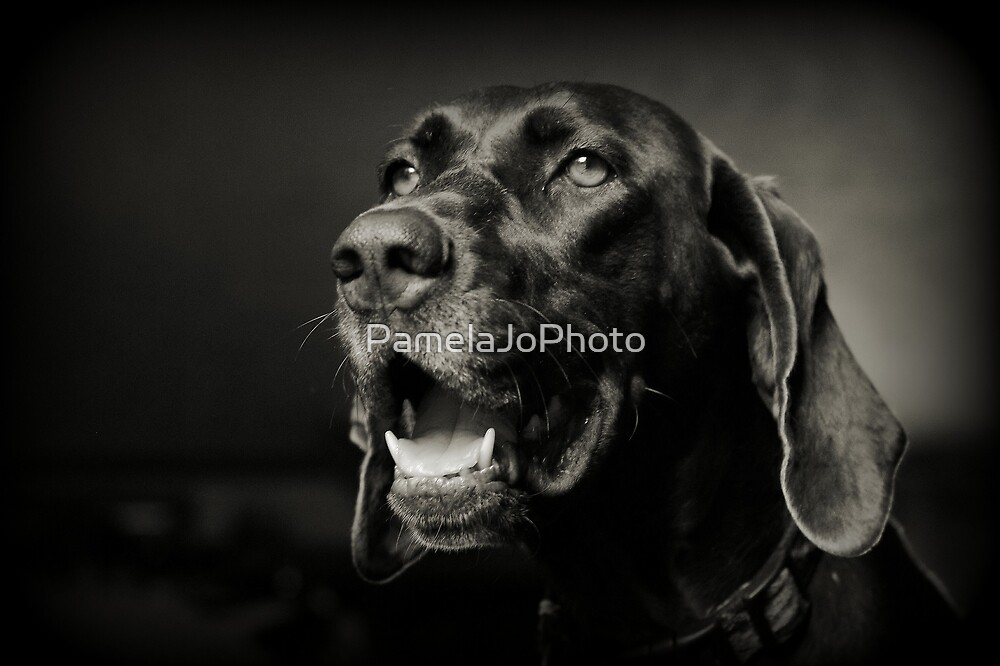 "German Shorthair Pointer "SHADOW"" by PamelaJoPhoto | Redbubble