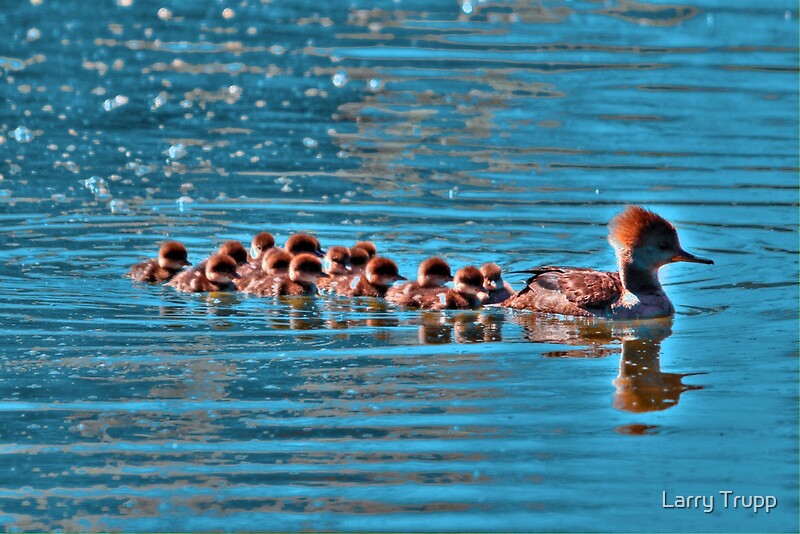 "Merganser Family" by Larry Trupp | Redbubble