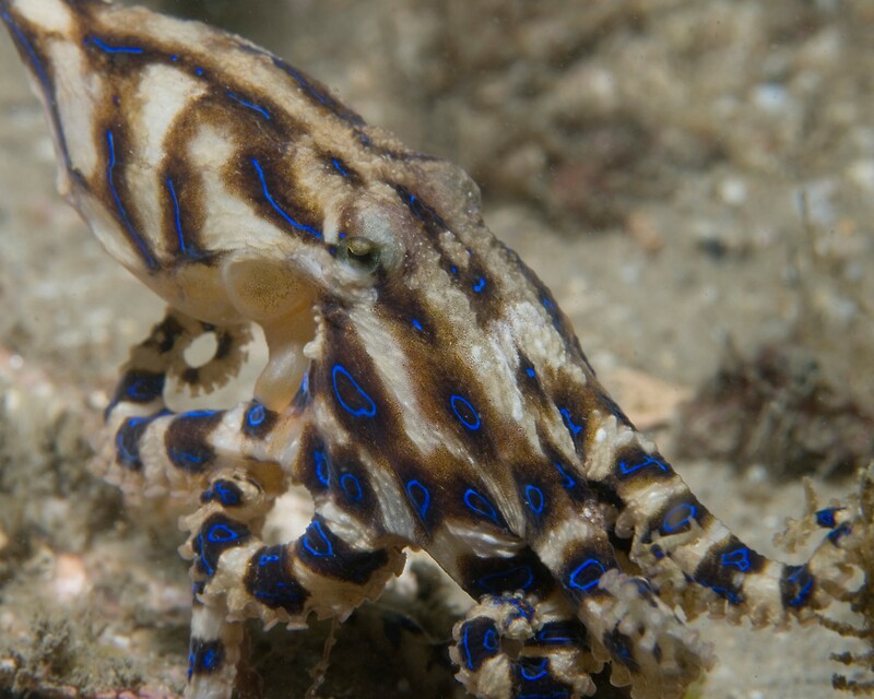"Blue Lined Octopus" Photographic Prints by James van den Broek | Redbubble