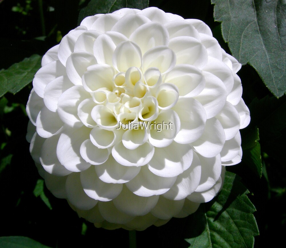 "Pom Pom Dahlia" by JuliaWright | Redbubble