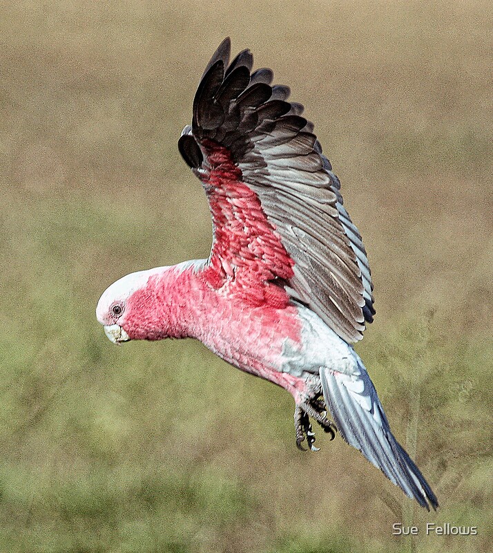 ""Portrait of a Galah"" by Sue Fellows | Redbubble