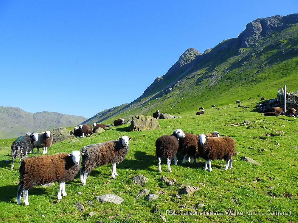 "The Lake District: Herdwick Sheep & The Langdales." by Rob Parsons ...