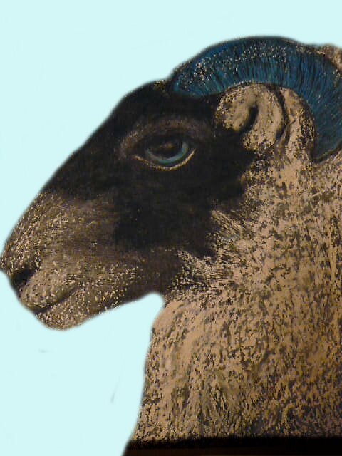 "feeling sheepish" by margaretfraser | Redbubble