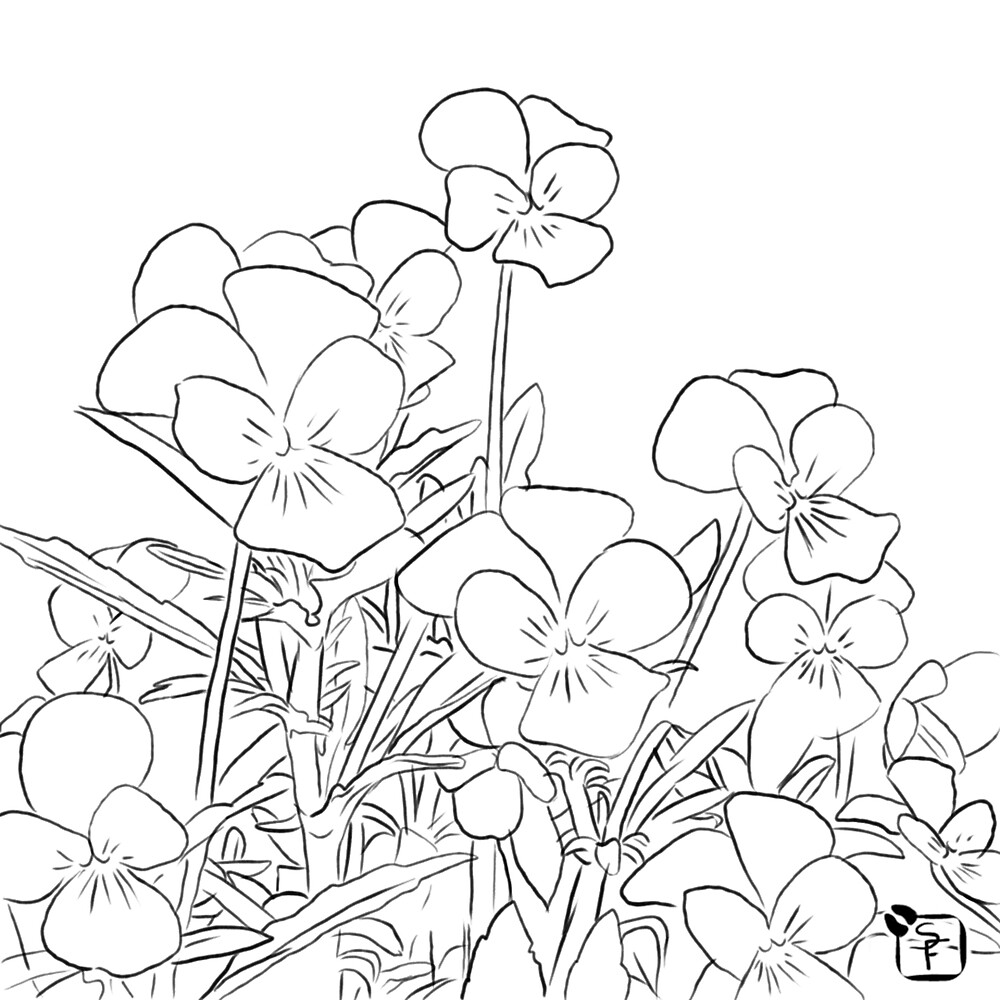 "Violets - Line Art" by SonneFaunArt | Redbubble