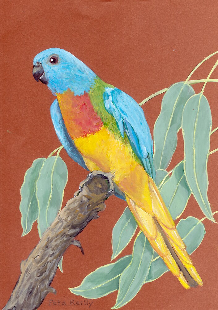 "Scarlet-chested Parrot (Neophema splendida)" by Peta-Reilly | Redbubble
