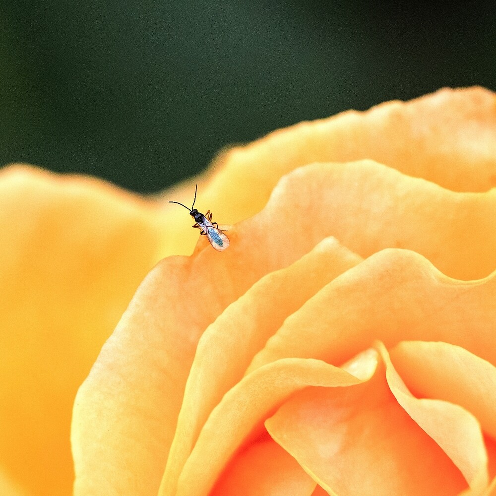 "Bug on Rose" by John Thurgood | Redbubble