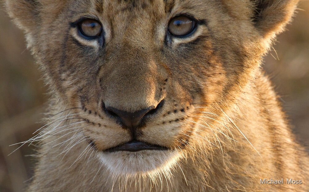 "Sparta Lion Cub" by Michael Moss | Redbubble
