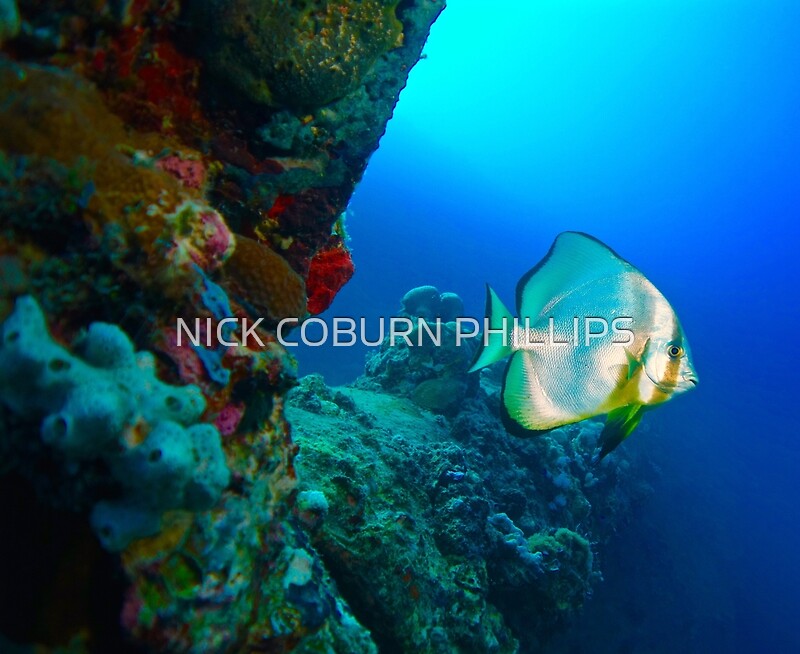 "PERFECT LIGHT" by NICK COBURN PHILLIPS | Redbubble