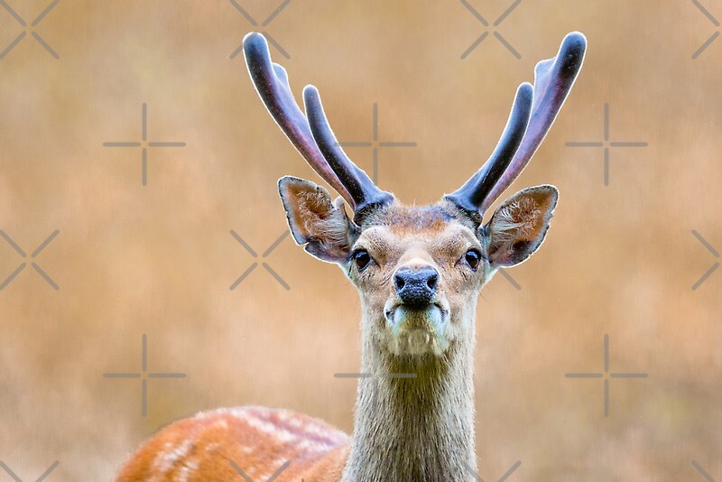 "Sika Stag in Velvet" by Dalyn | Redbubble