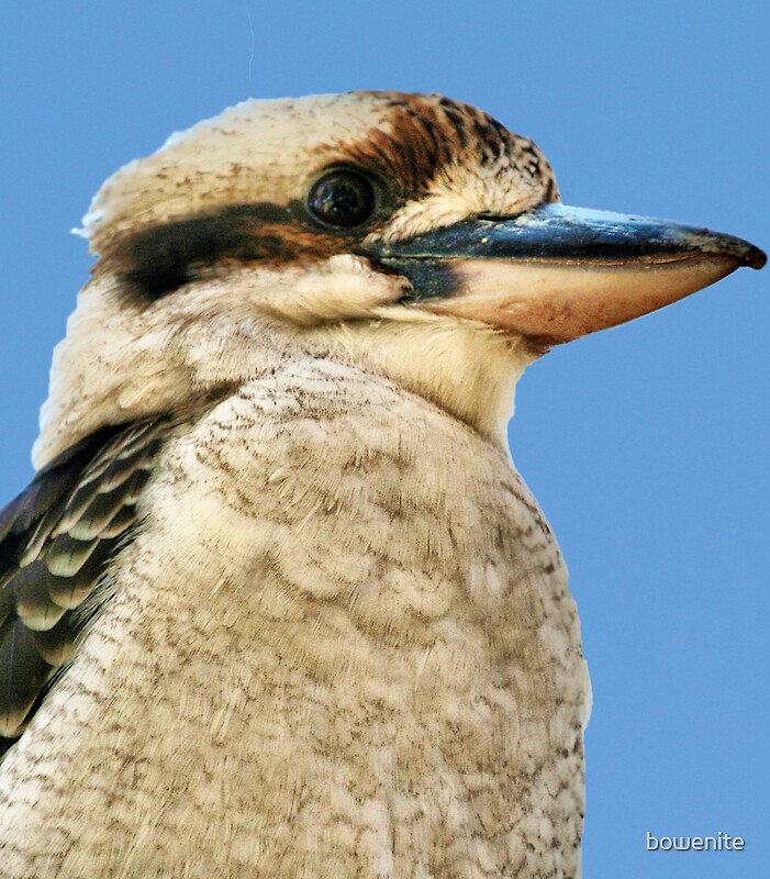 ""True Blue Aussie Icon"" by bowenite | Redbubble