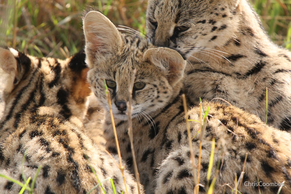 "Serval family" by ChrisCoombes | Redbubble