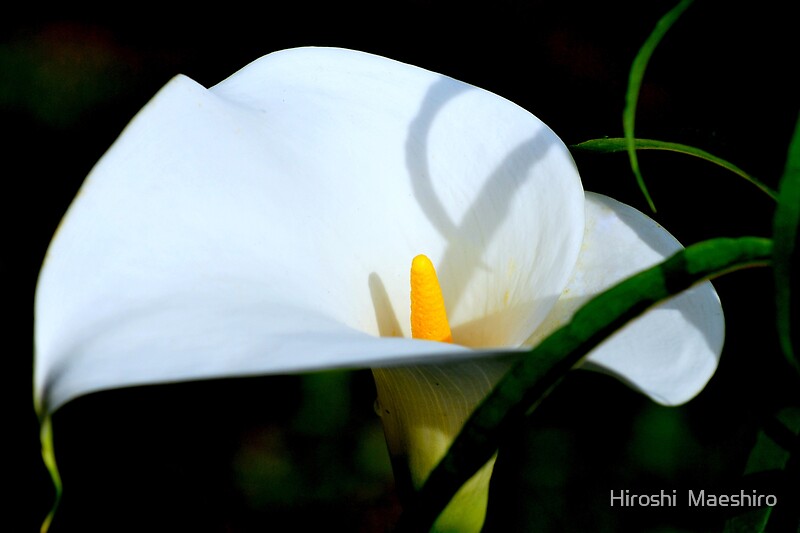 "Cara Lilly -1" by Hiroshi Maeshiro | Redbubble