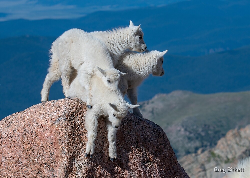"Over The Edge" by Greg Birkett | Redbubble