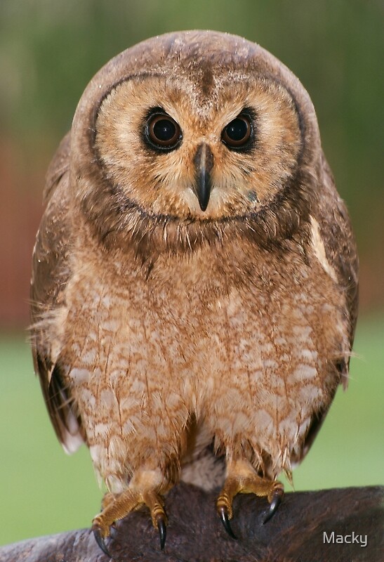 "'Eye Contact'" by Macky | Redbubble