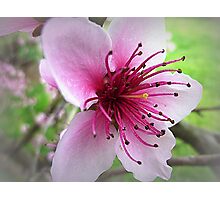 "The Beauty of One Flower (Nectarine Blossom)" by EdsMum | Redbubble
