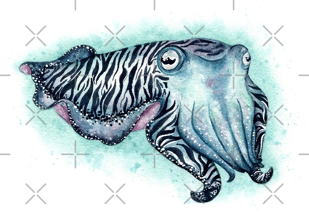 "Cuttlefish Watercolor" by Denise Soden | Redbubble