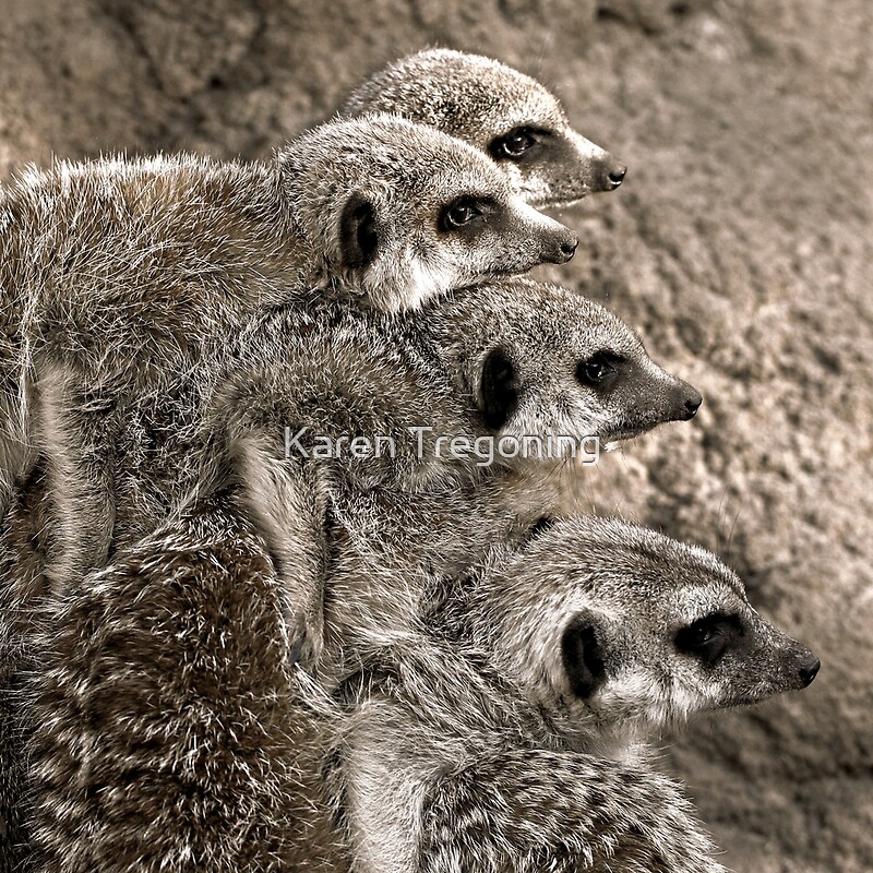 "The Meerkat Mob" by Karen Tregoning | Redbubble