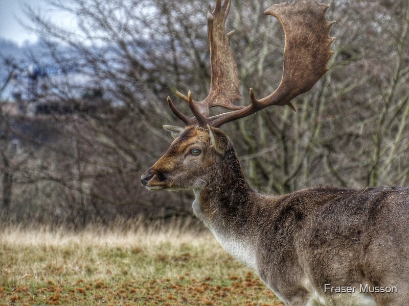"The Stag" by Fraser Musson | Redbubble