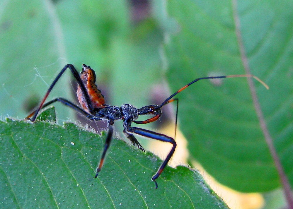  Ugliest Bug In The World By Kittyrodehorst Redbubble