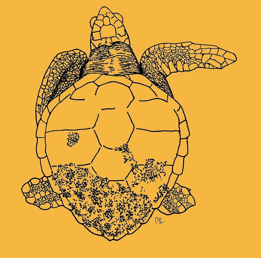"Loggerhead Turtle - top view" by Pat Logan | Redbubble