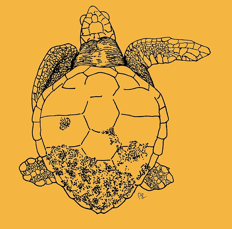 "Loggerhead Turtle - top view" by Pat Logan | Redbubble