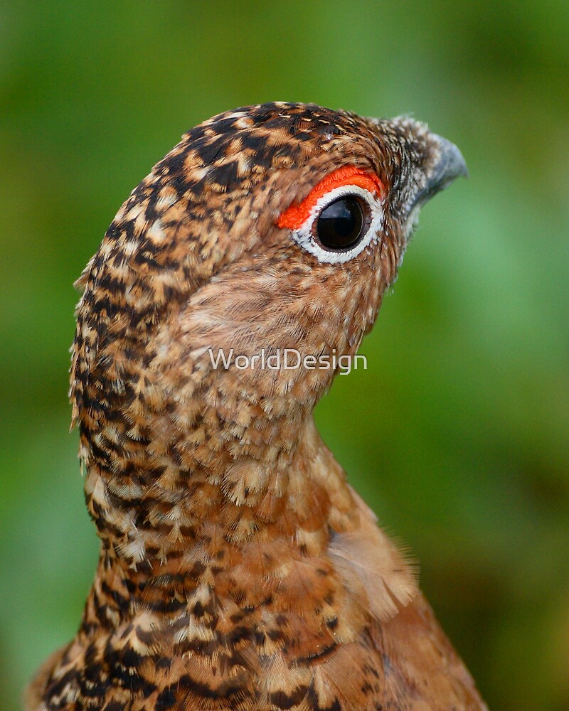 "Watchful" by WorldDesign | Redbubble