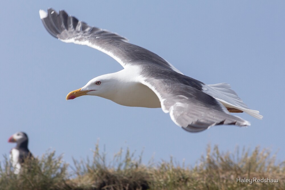 "Seagull in flight" by HaleyRedshaw | Redbubble