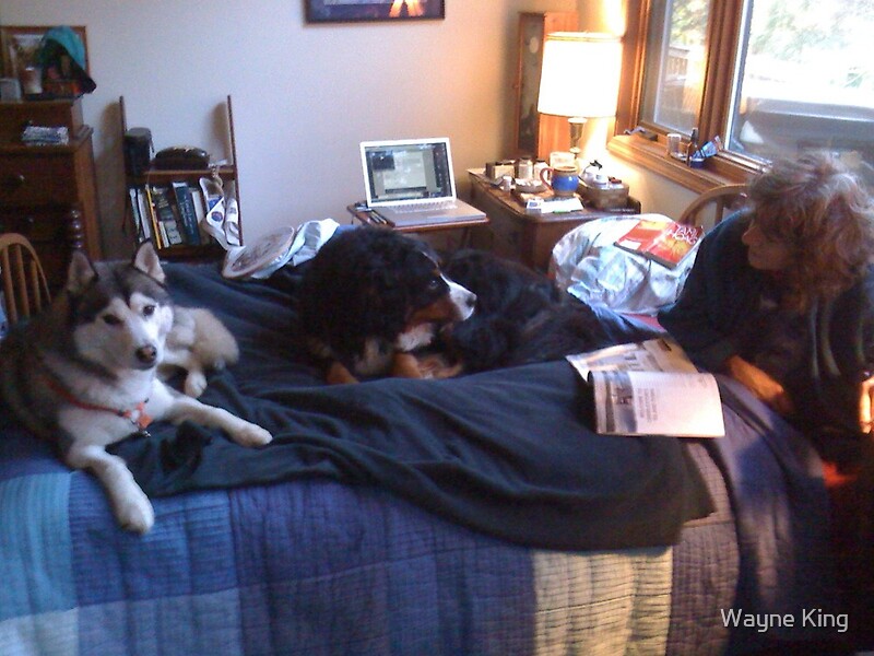 "Molly, Boof and Alice" by Wayne King | Redbubble