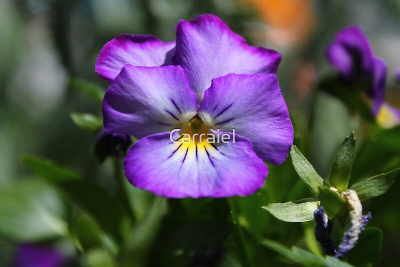 "Purple flower power" by Carraiel | Redbubble