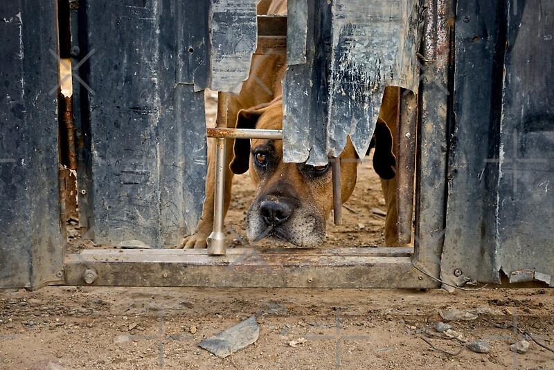 "Junk Yard Dog" by Umbra101 | Redbubble