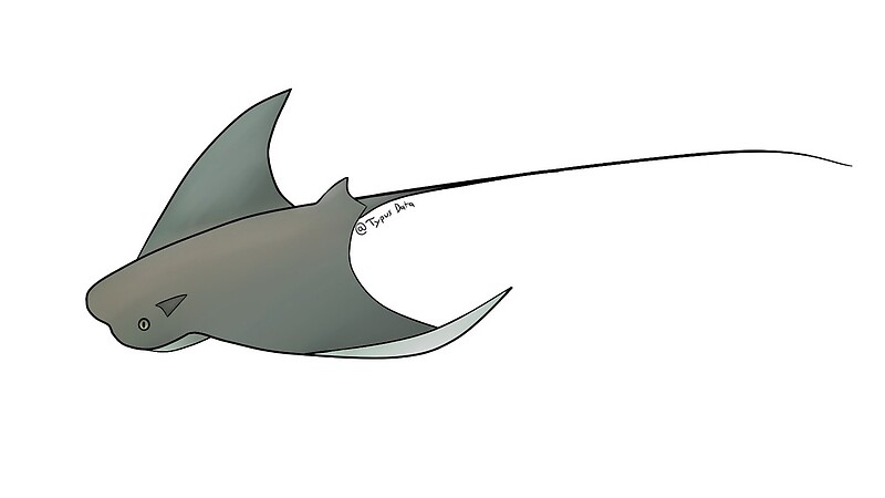 "Realistic Cownose Ray Sticker - Cora" by TypusData | Redbubble