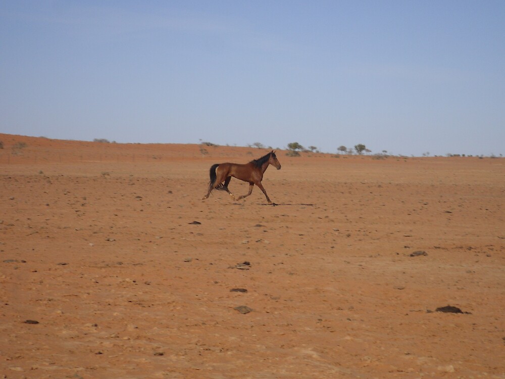 "Australian Outback Brumby" by NinaBidgood | Redbubble