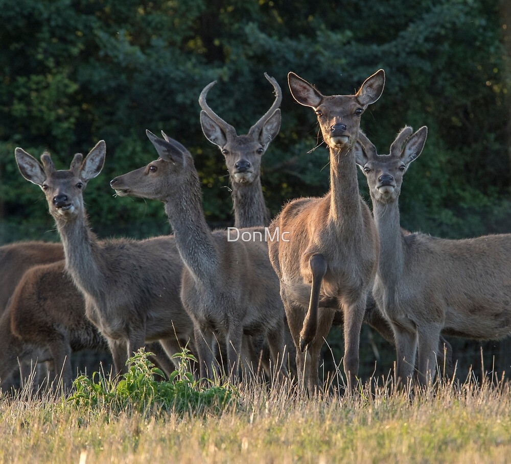 "Alert Deer" by DonMc | Redbubble
