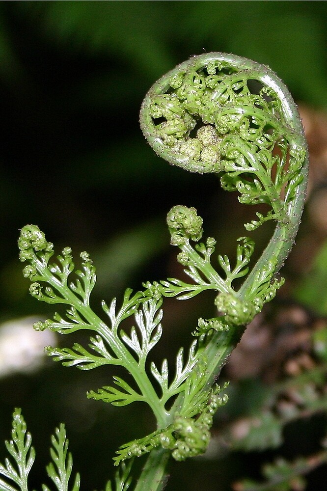 "Asplenium pikopiko fern" by Tony Foster | Redbubble