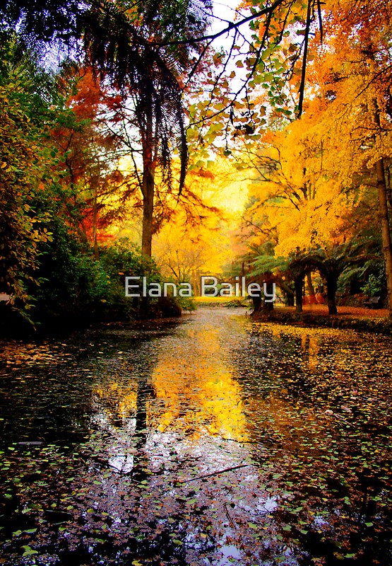 "Light through the trees at Alfred Nicholas Gardens" by Elana Bailey ...