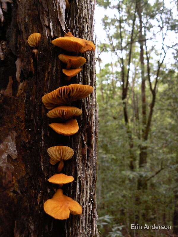 "Orange tree fungus" by Erin Anderson | Redbubble