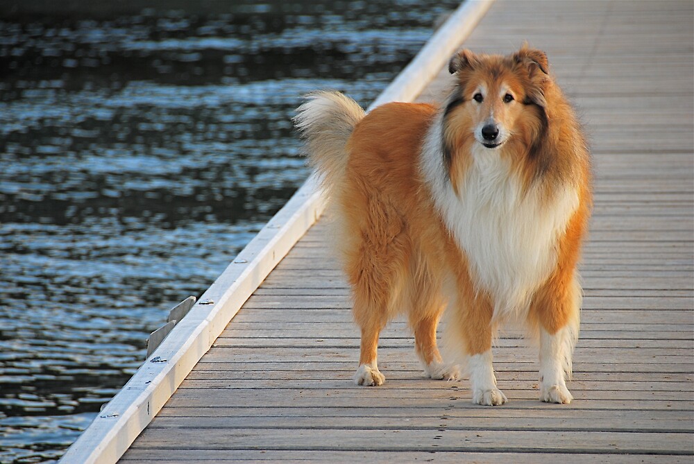 "Rough Collie " by Roslyn Slater | Redbubble