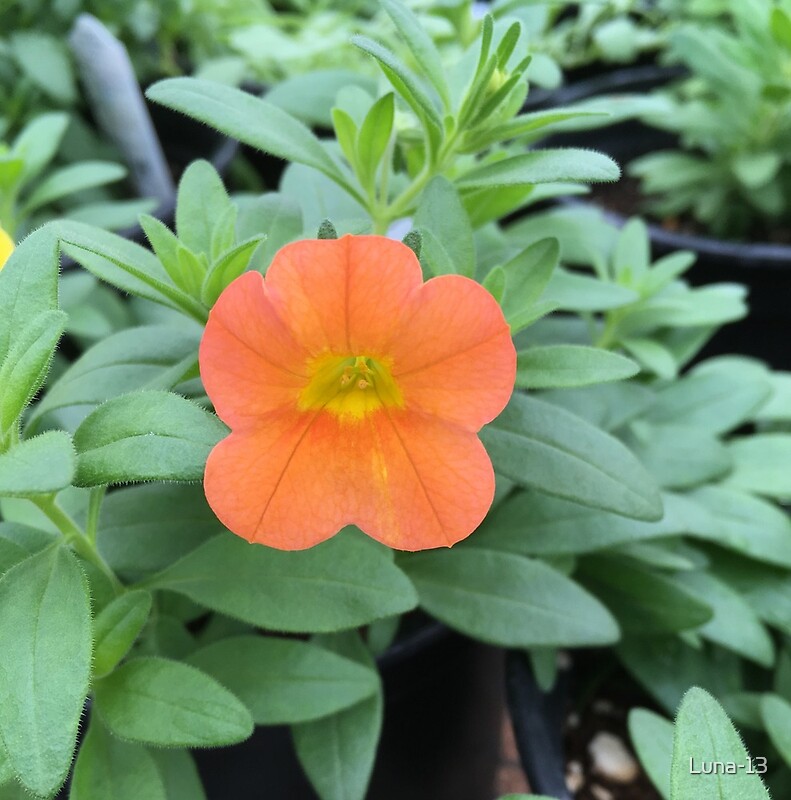 "Orange Calibrachoa" by Luna-13 | Redbubble