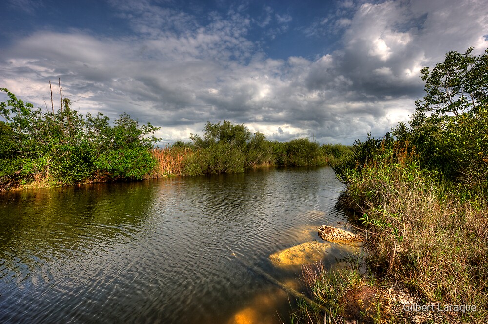 "Everglades landscape" by Gilbert Laraque | Redbubble