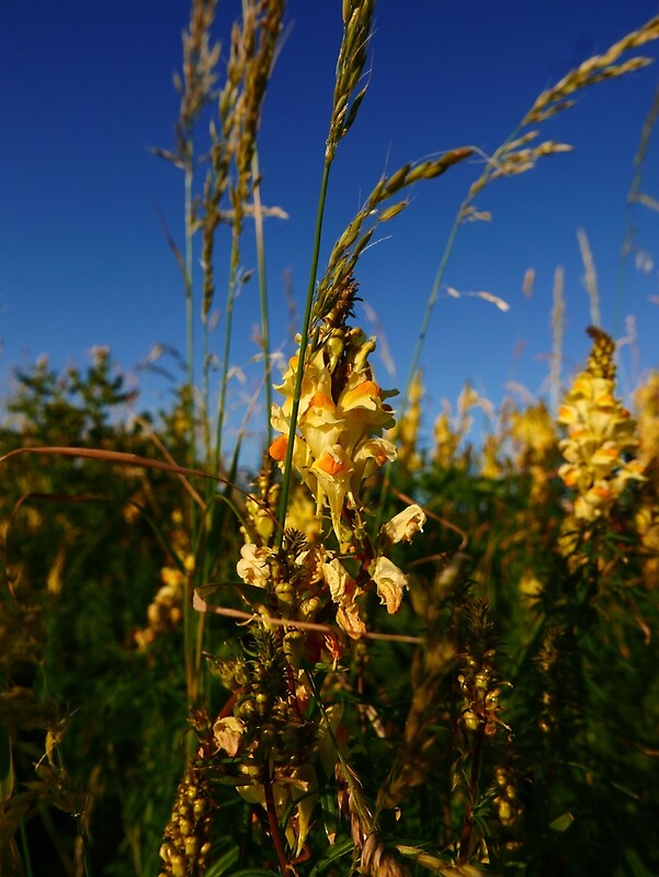 "Common Toadflax (Linaria vulgaris)" by IOMWildFlowers | Redbubble