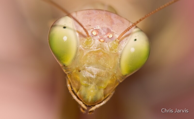 "Mantis" by Chris Jarvis | Redbubble