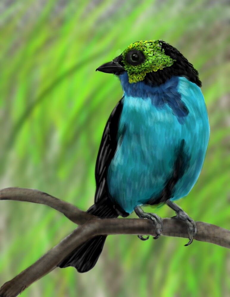 "Paradise Tanager" by Nancy Zack | Redbubble