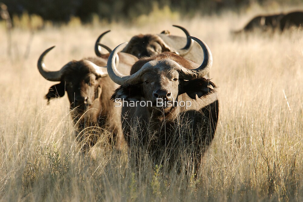"Buffalo - Okavango Delta, Botswana" by Sharon Bishop | Redbubble
