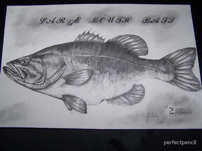 Largemouth Bass In 2 Pencil By Perfectpencil Redbubble