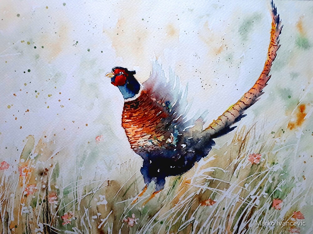 "Pheasant watercolor" by Marko Ivancevic | Redbubble