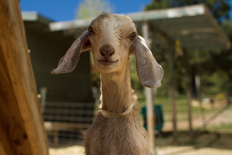 "Say Goat Cheese" by Randy Turnbow | Redbubble
