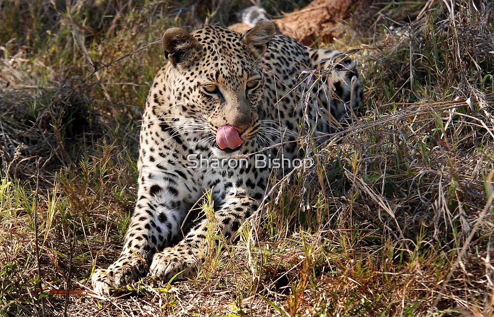 "She's so sneaky - Female leopard, Okavango Delta" by Sharon Bishop ...